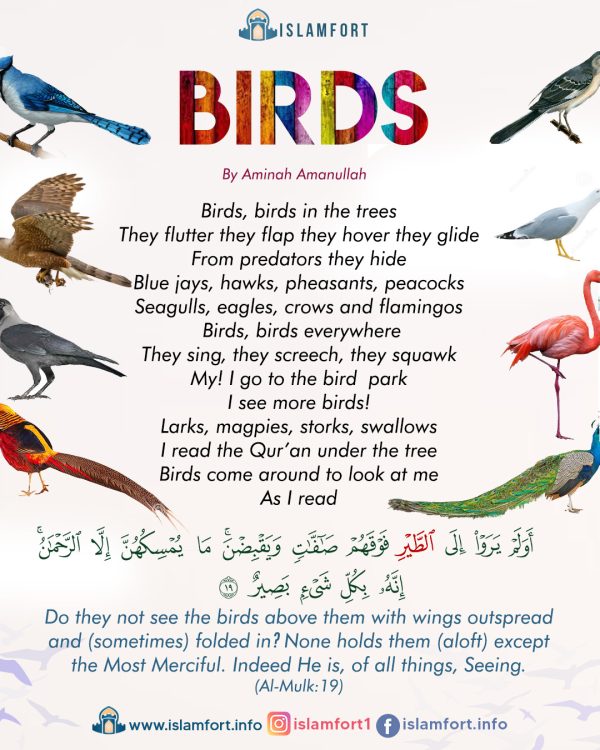 Birds – Islamfort.info